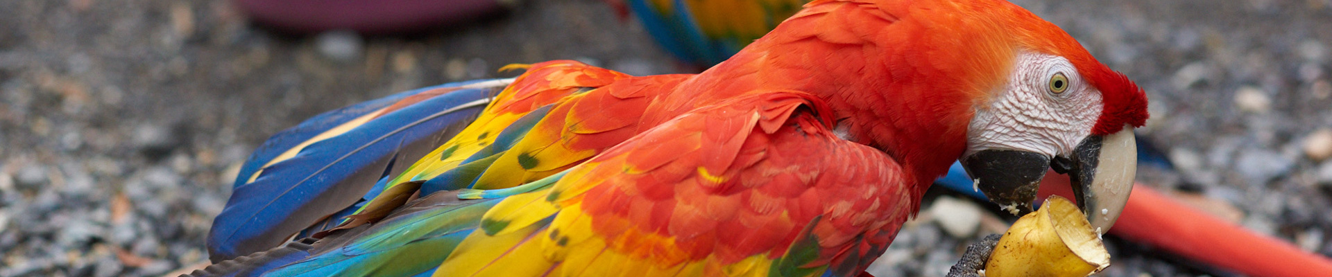 Wildlife Volunteer Abroad | Ecuador Amazon Animal Sanctuary | Love ...