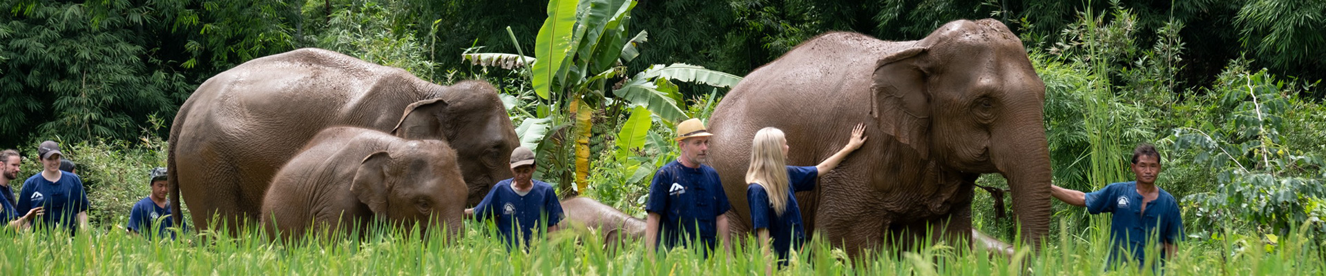 Elephant Conservation in Thailand with Love Volunteers | Love Volunteers