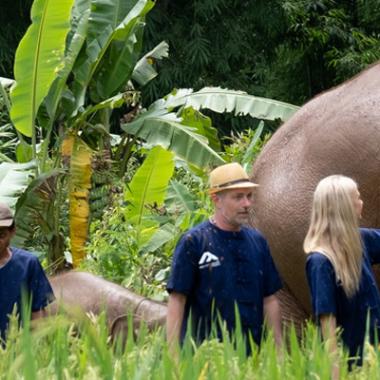 Elephant Conservation in Thailand with Love Volunteers | Love Volunteers