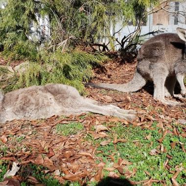 Animal Rescue Australia | Love Volunteers